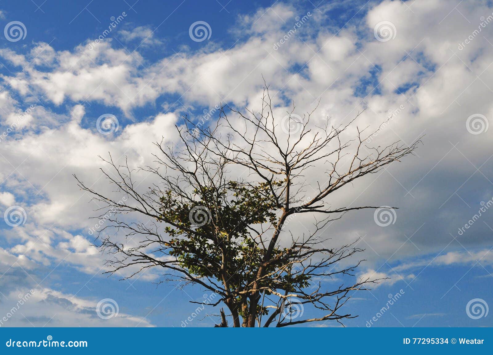 Tree branch background stock photo. Image of season, nature - 77295334