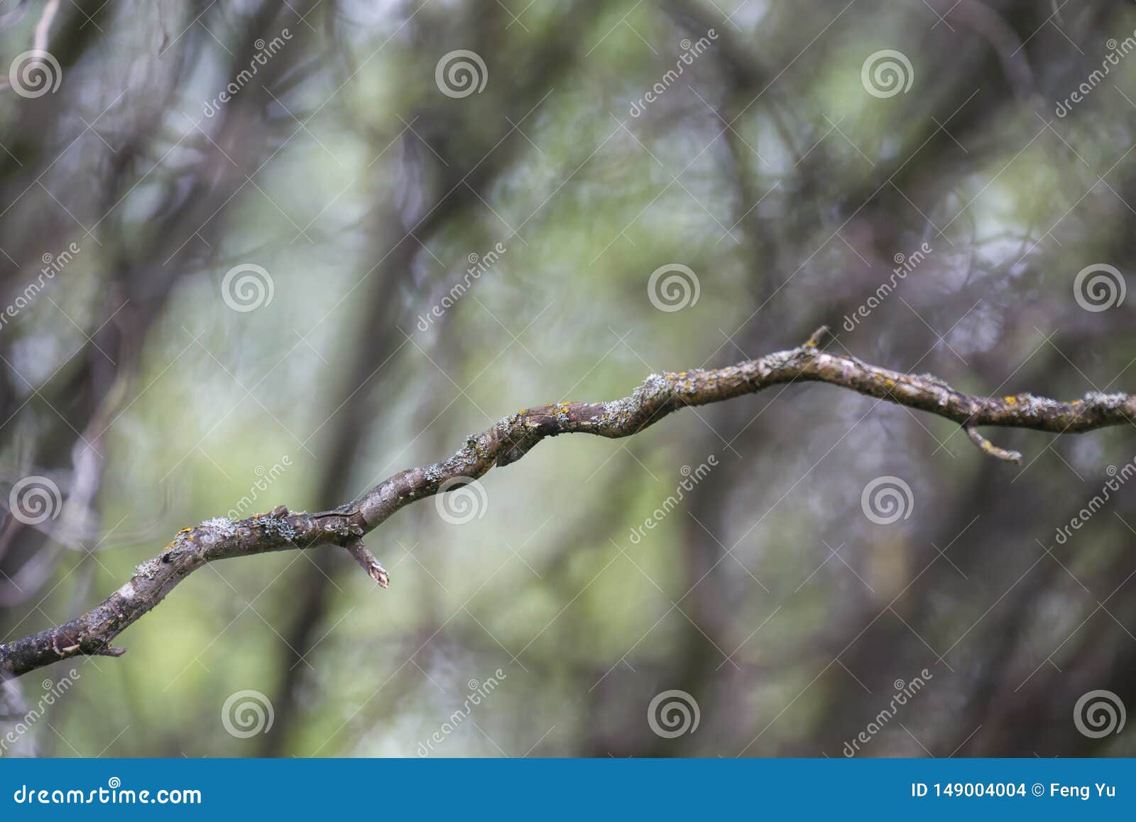 Tree branch background stock photo. Image of pattern - 149004004