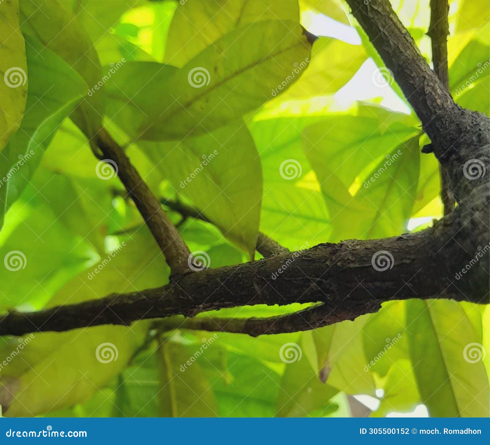 Tree Branch with Background Green Leaves Stock Photo - Image of tree ...