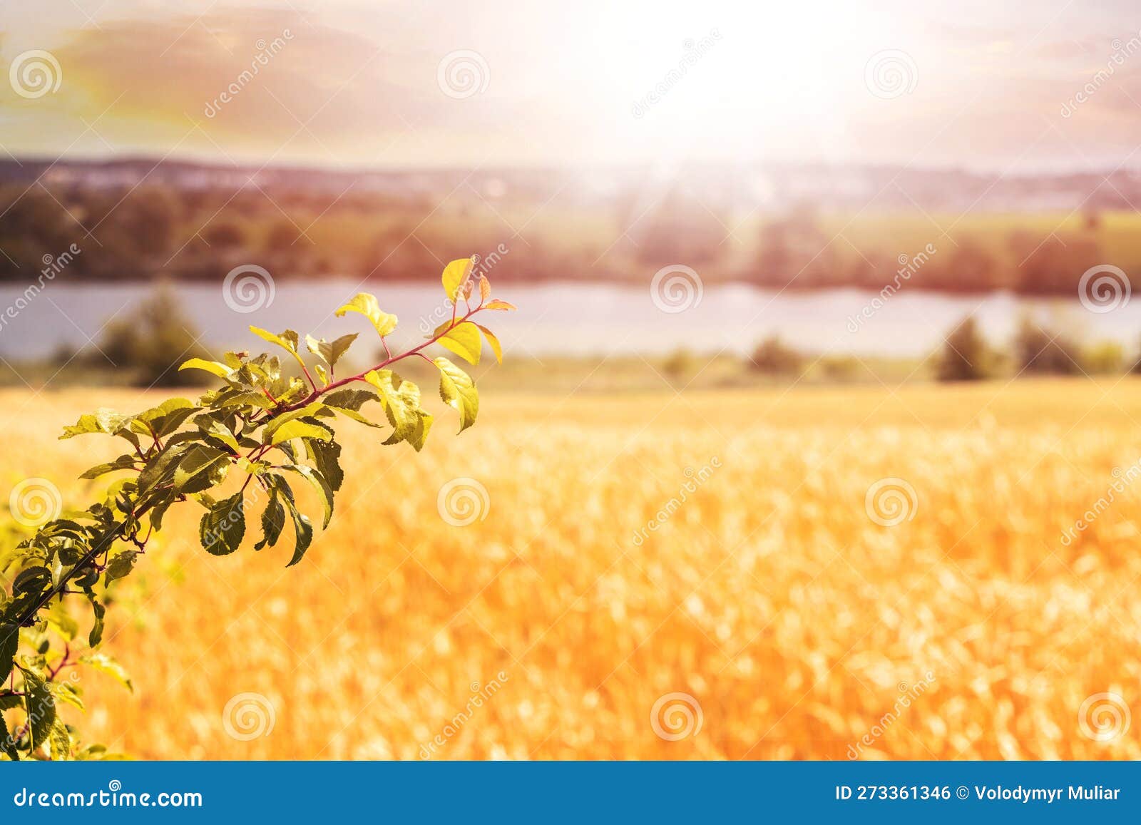 Tree Branch on the Background of a Wheat Field Near the River at Sunset ...