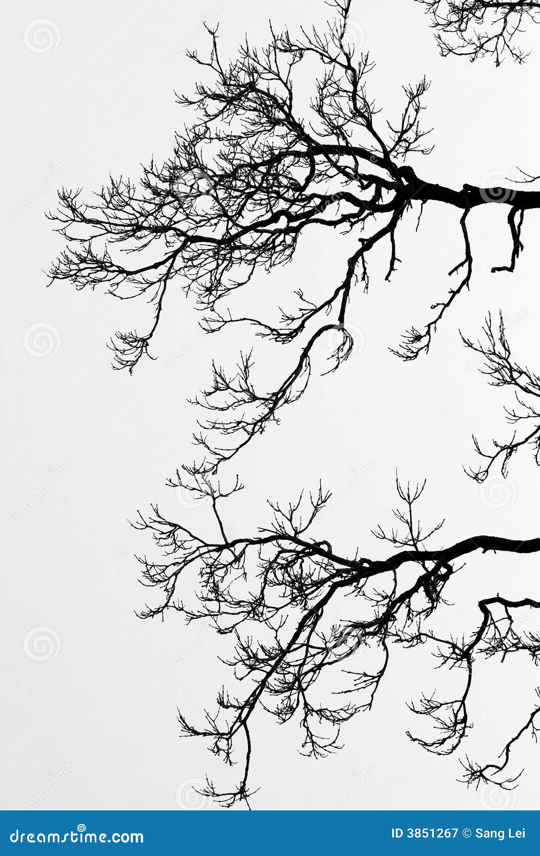 Tree branch backgrounds stock image. Image of abstract - 3851267