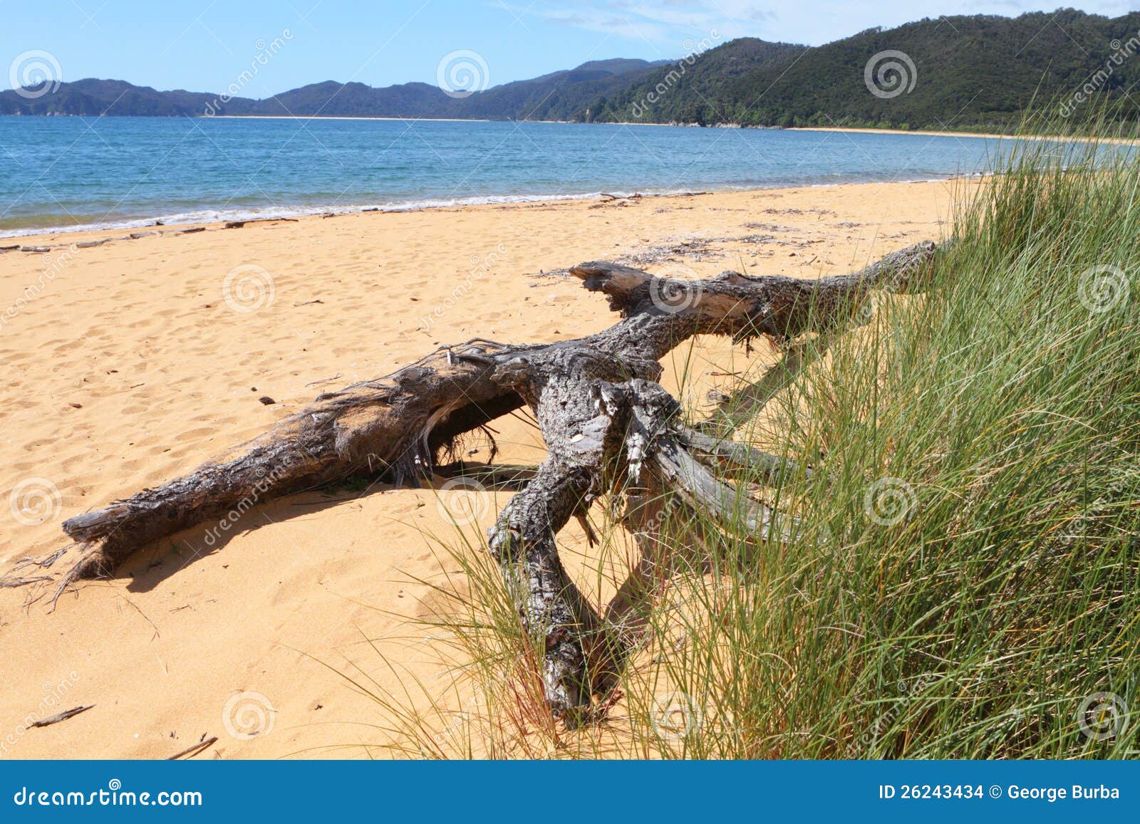 Tree branch on the beach stock photo. Image of pacific - 26243434