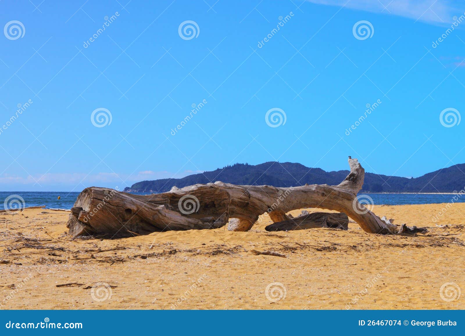 Tree branch on the beach stock photo. Image of orange - 26467074