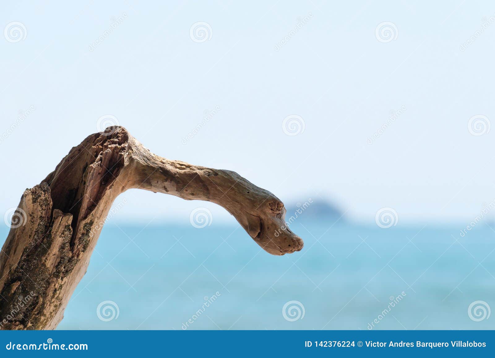 Tree branch on the beach stock photo. Image of materials - 142376224