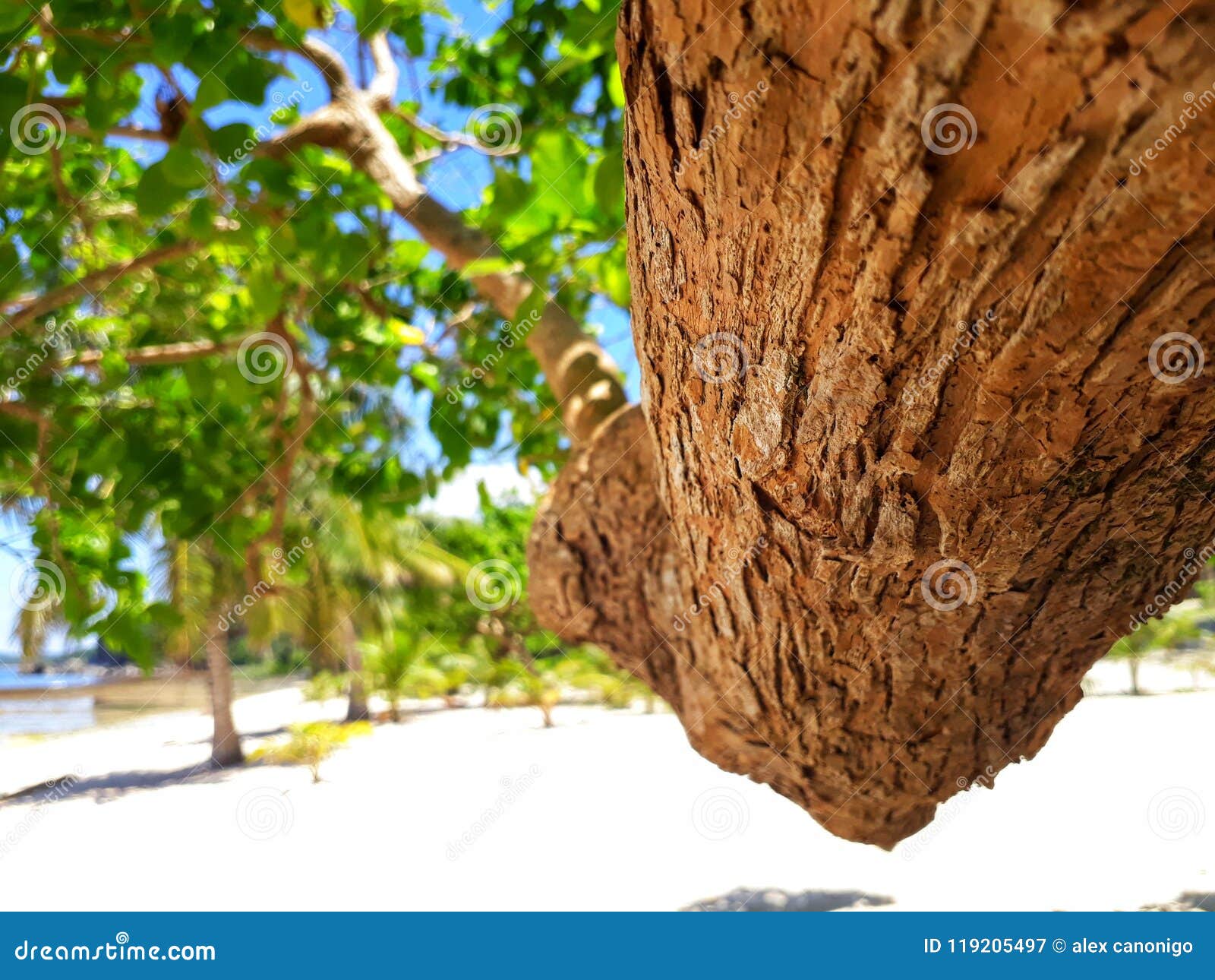 Tree stock image. Image of branch, bending, tree, beach - 119205497