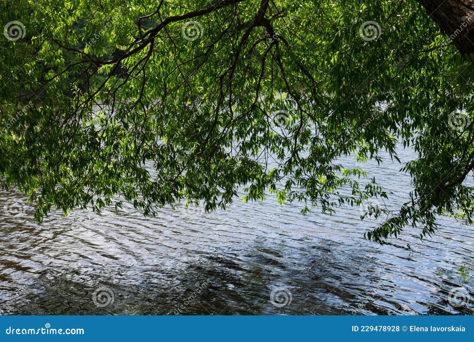 A Tree Branch Bent Over the Water in a City Park Stock Photo - Image of ...