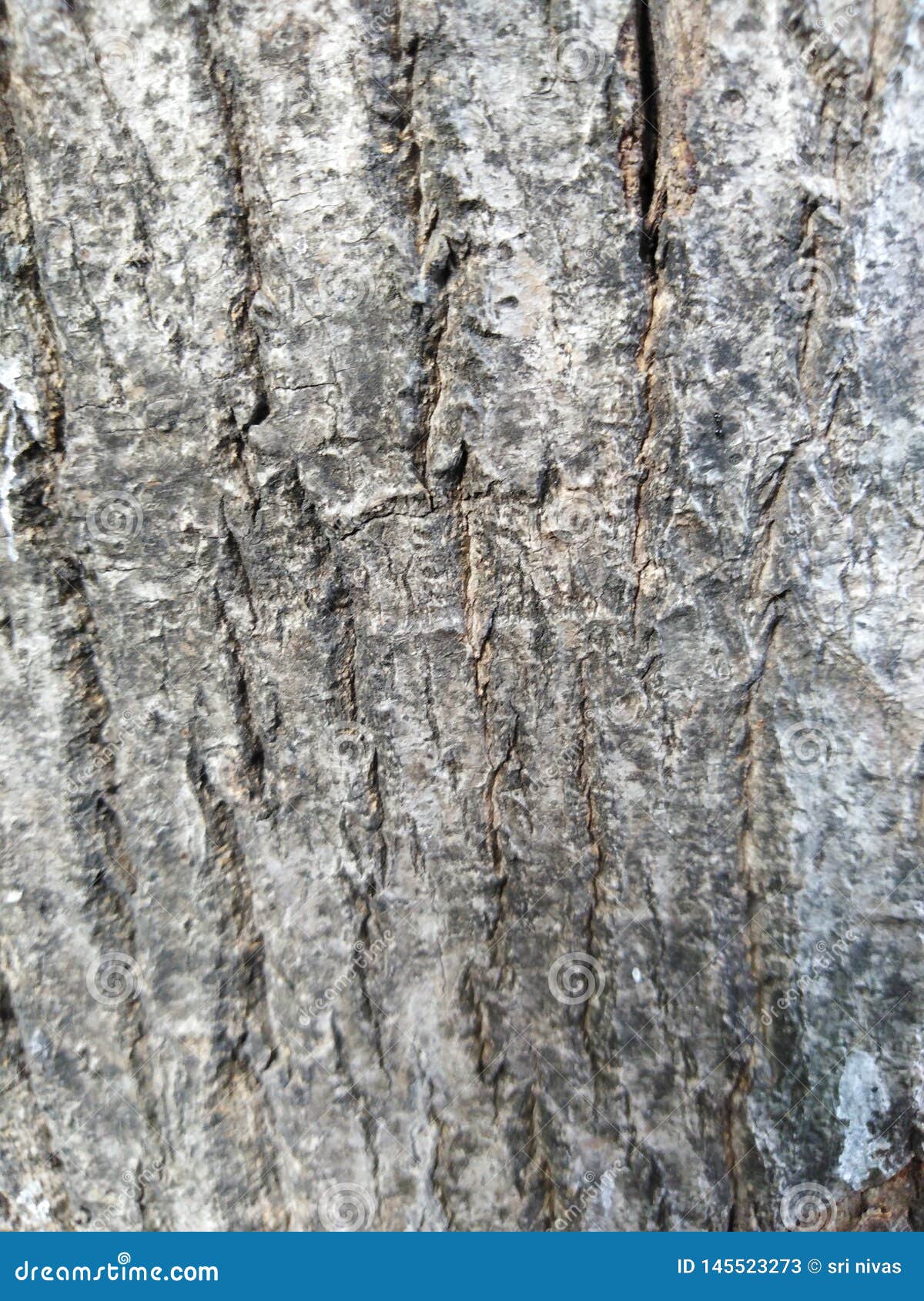 Tree branch bg design stock image. Image of wood, branch - 145523273