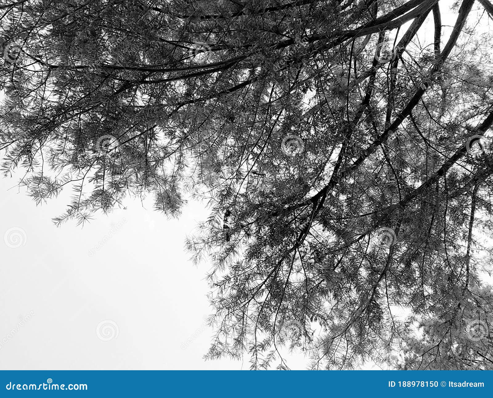 Tree Branch in Black and White Stock Photo - Image of white, branch ...
