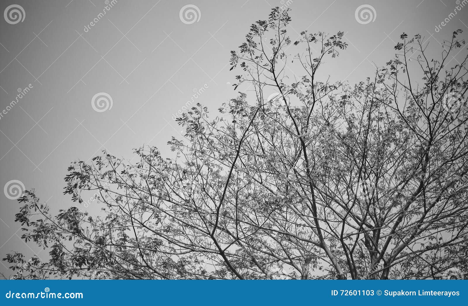 Tree Branch in Black and White Stock Image - Image of autumn, veins ...