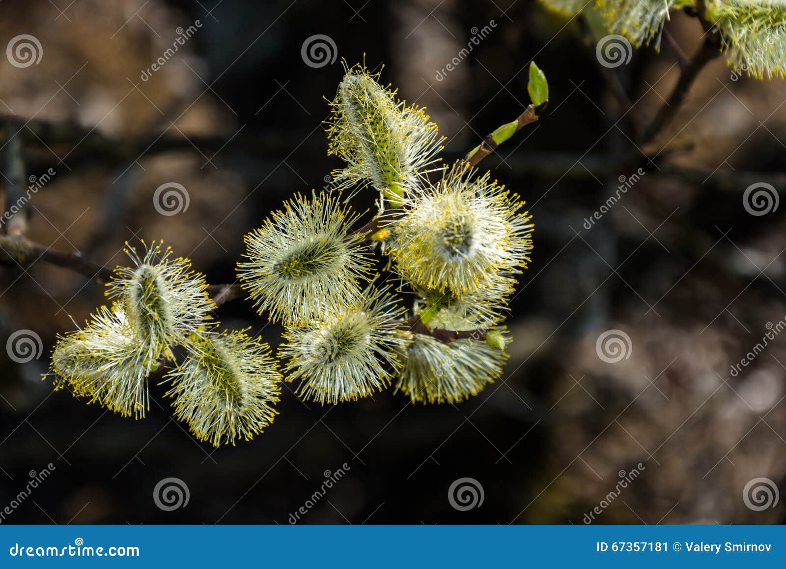 Tree Branch with Blooming Yellow Buds. Stock Image - Image of texture ...