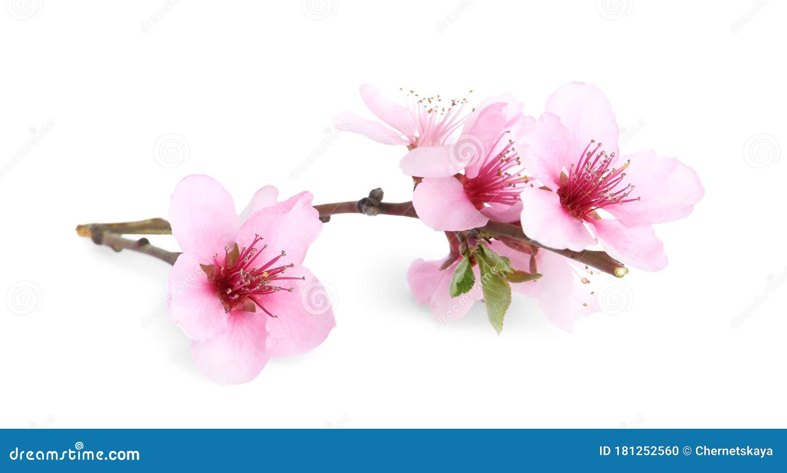Tree Branch with Blossom Isolated. Spring Season Stock Photo - Image of ...