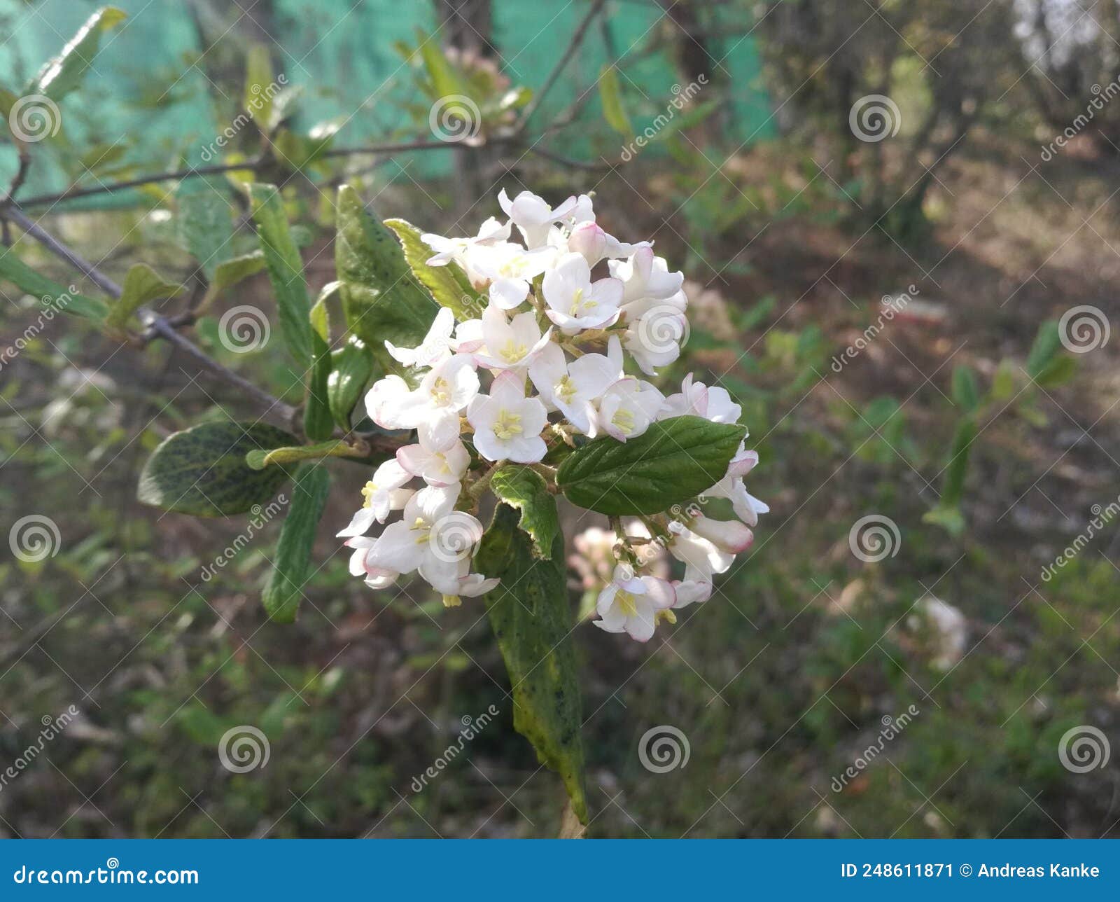 Tree branch with blossoms stock image. Image of blossoms - 248611871