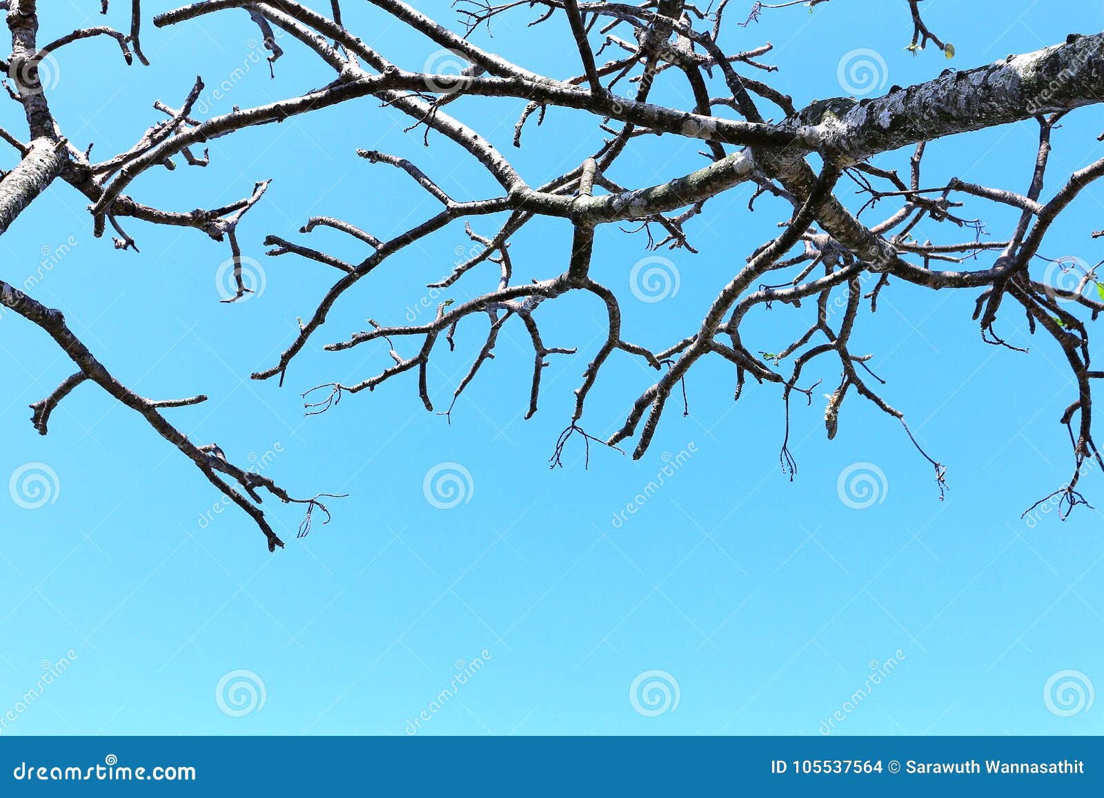 Tree branch and sky stock photo. Image of tree, vintage - 105537564