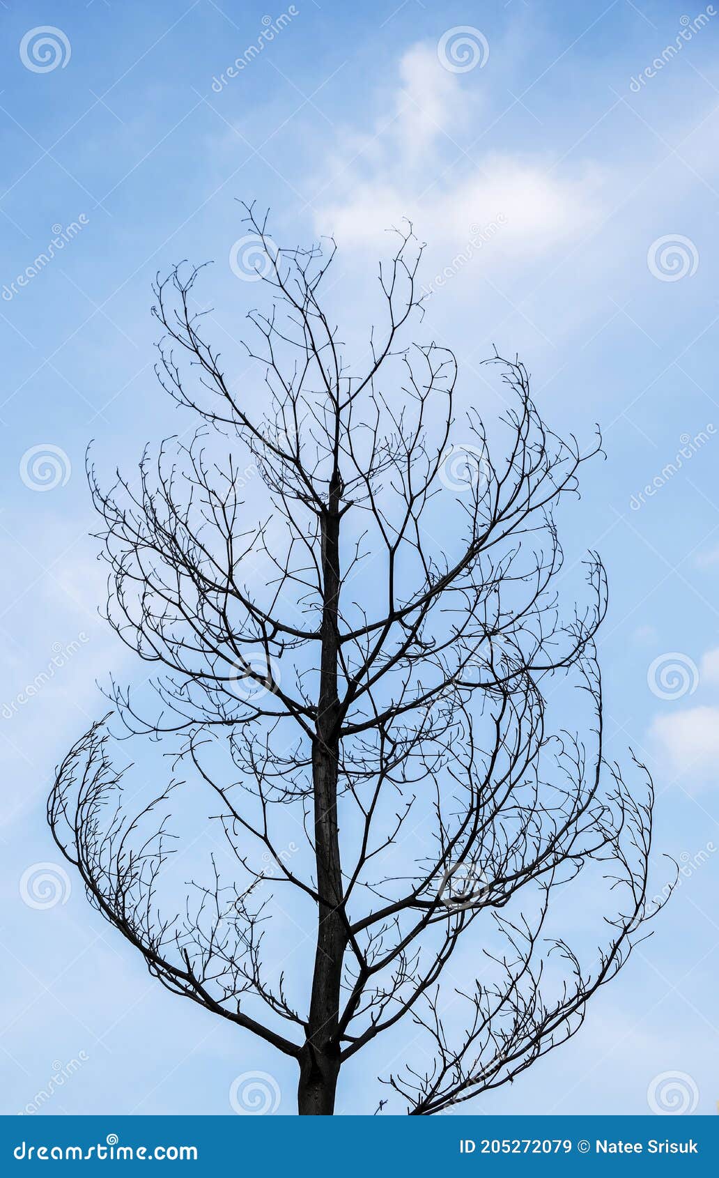Tree branch with blue sky stock image. Image of forest - 205272079