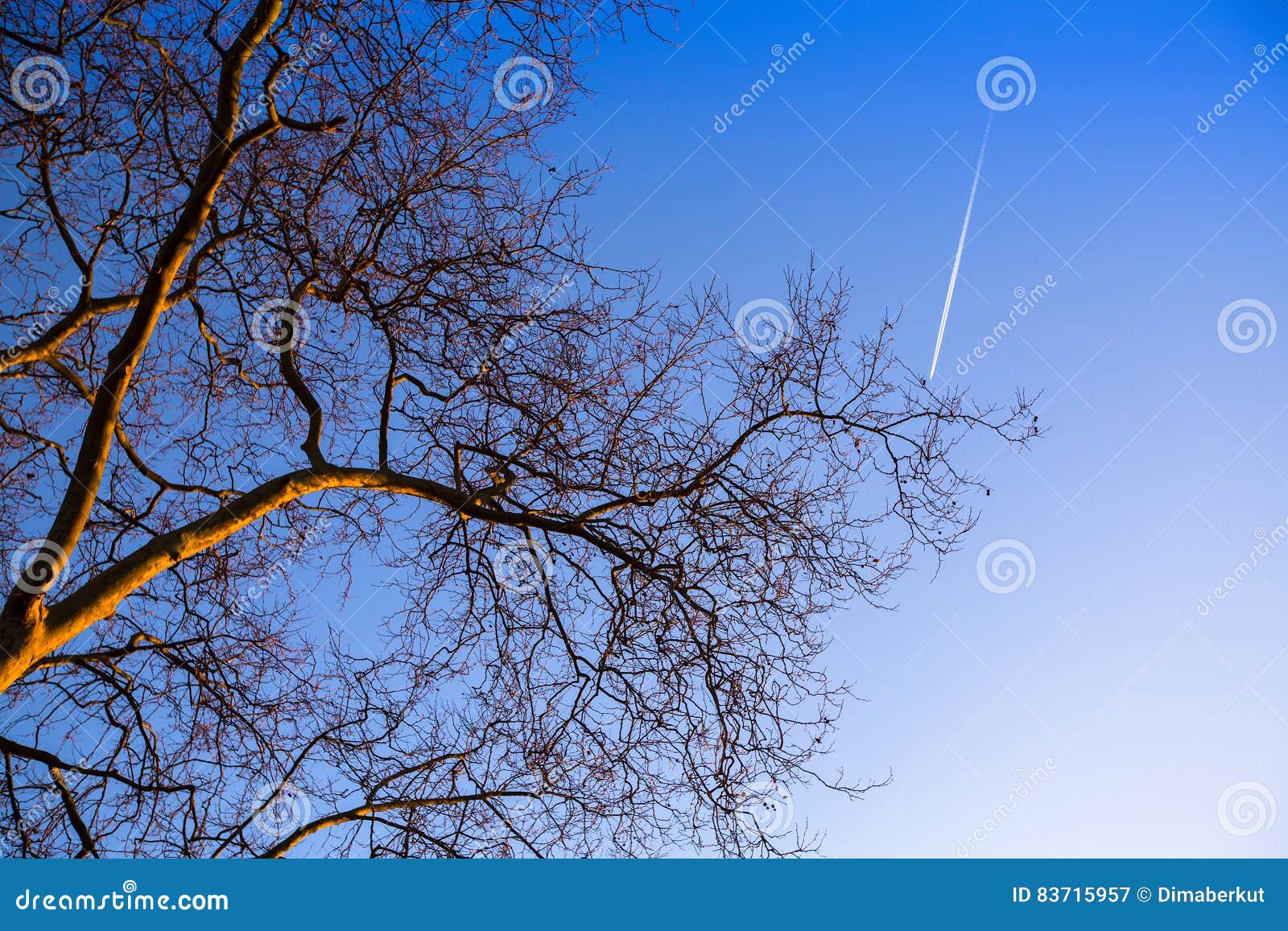 Tree Branch on Blue Sky Background. Nature. Stock Image - Image of ...