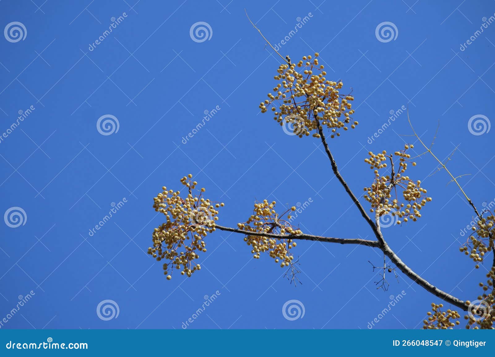 Tree Branch on the Blue Sky Background. Stock Image - Image of tree ...