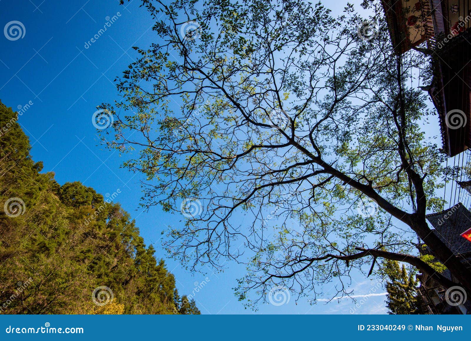 Tree Branch in the Blue Sky Stock Image - Image of country, landscape ...