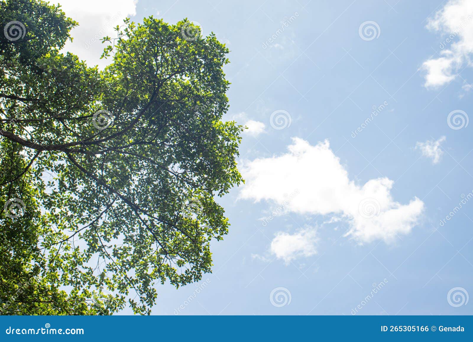 Tree Branch on Blue Sky with Clouds Stock Photo - Image of clouds ...