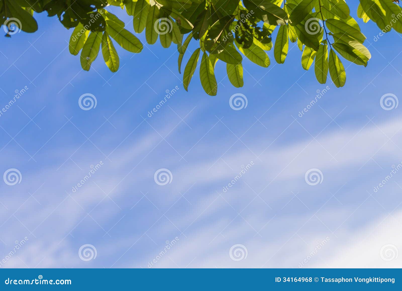 Tree branch blue sky stock photo. Image of tree, bright - 34164968