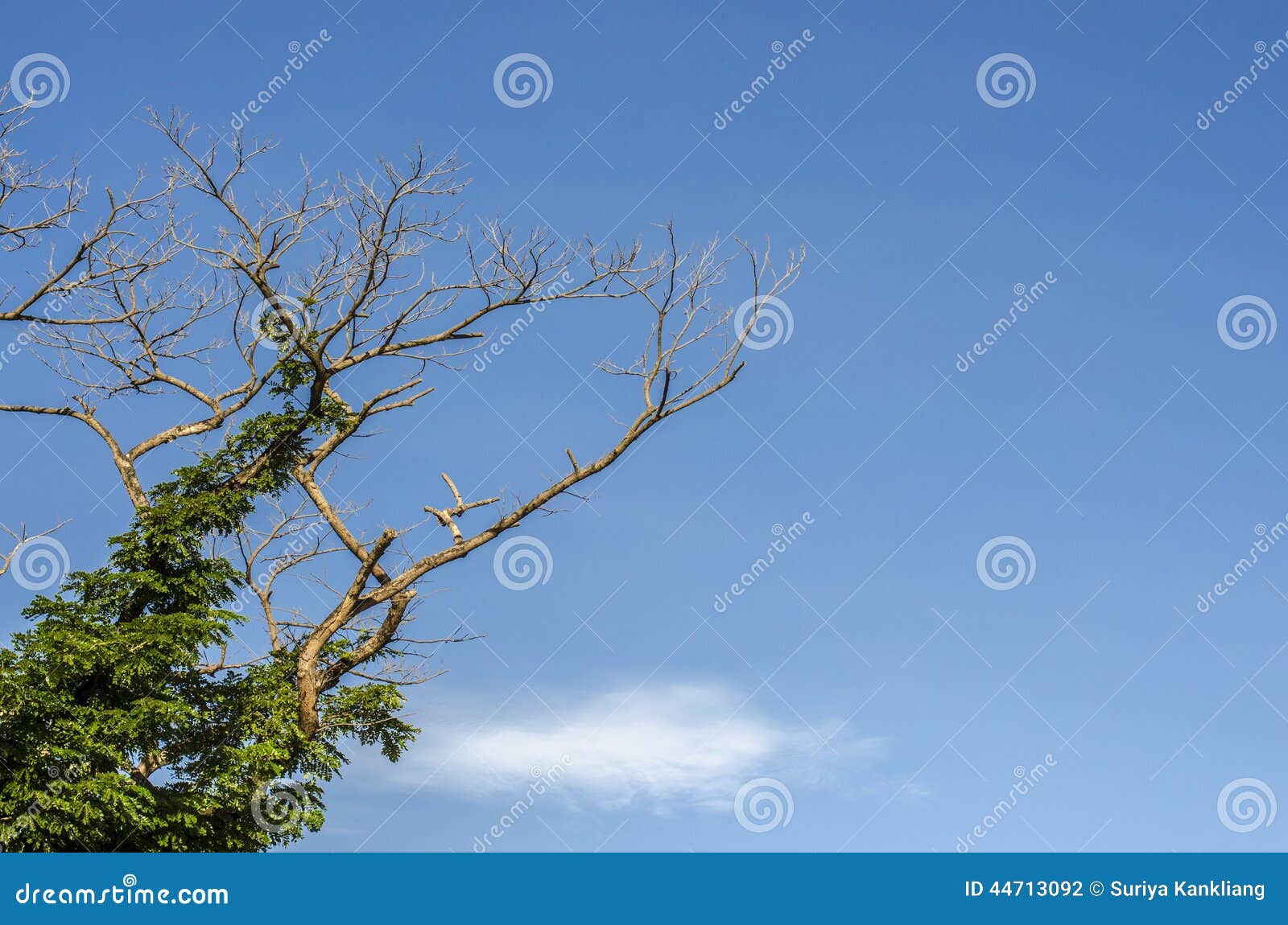 Tree branch and blue sky stock photo. Image of black - 44713092