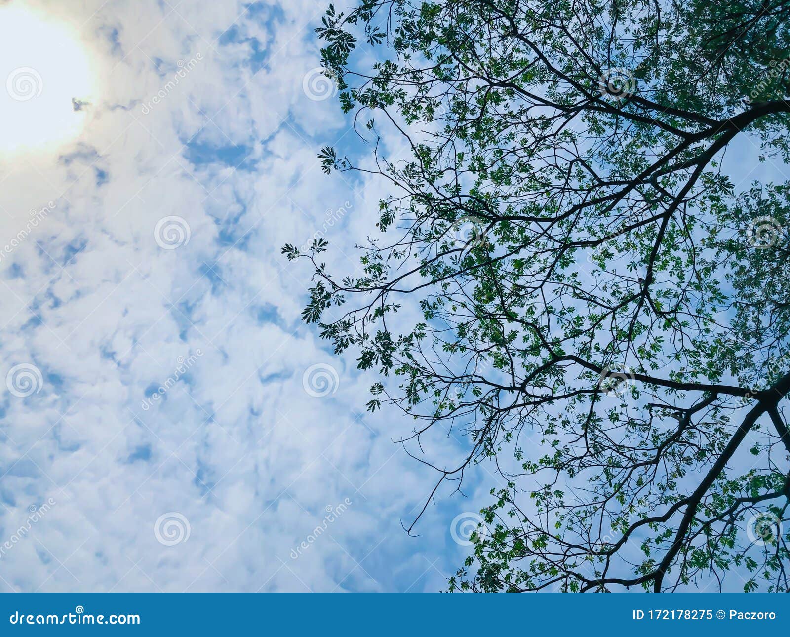 Tree Branch on the Blue Sky Stock Image - Image of garden, background ...