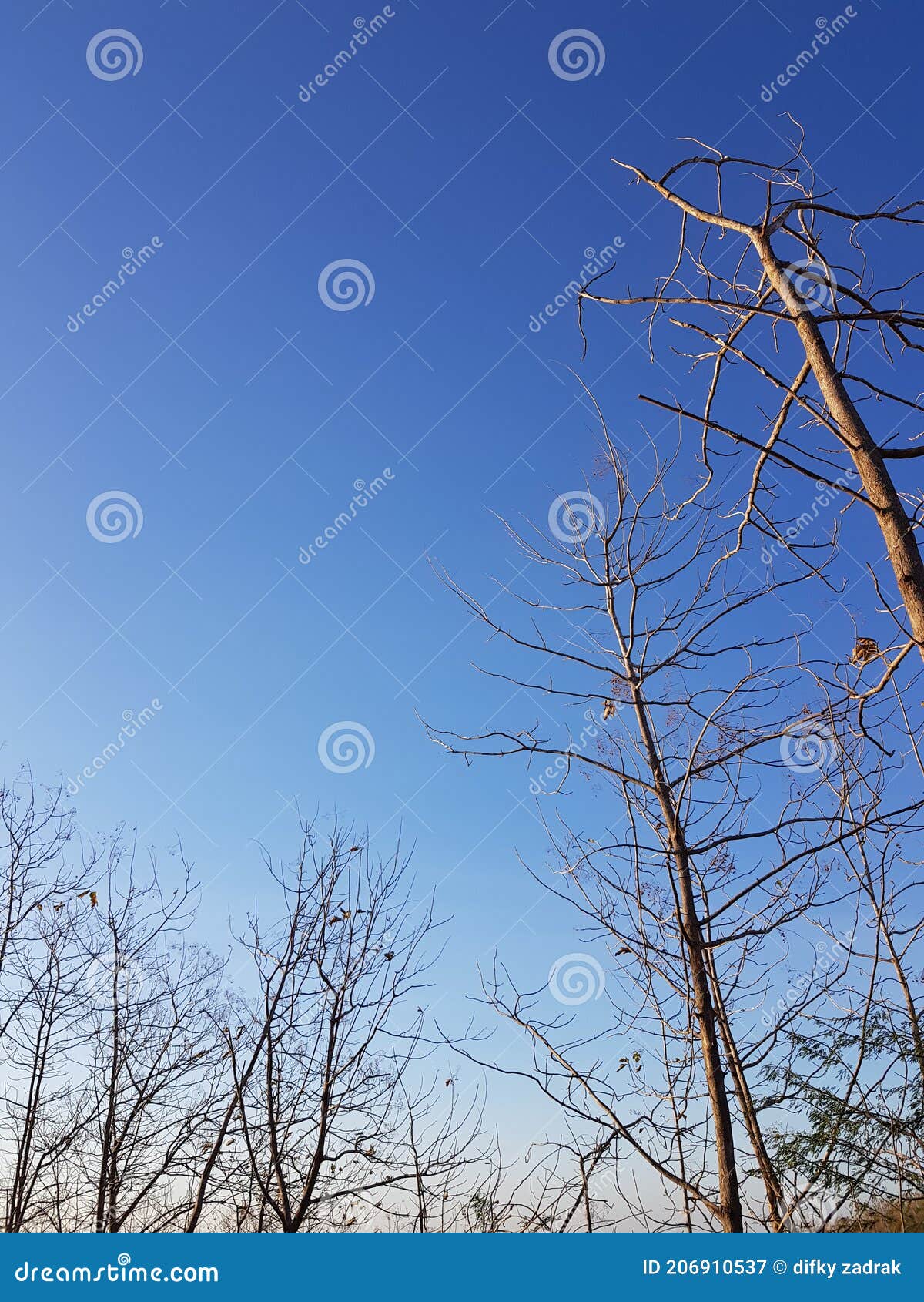 Tree, branch, blue sky stock image. Image of blossom - 206910537