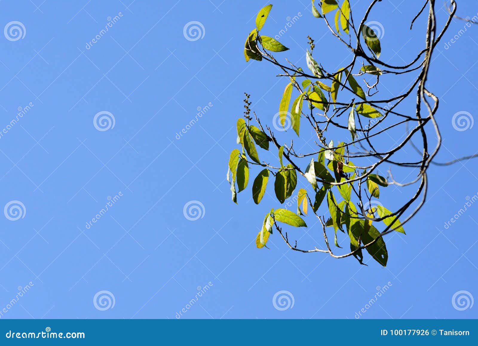 Tree branch on blue sky stock photo. Image of color - 100177926