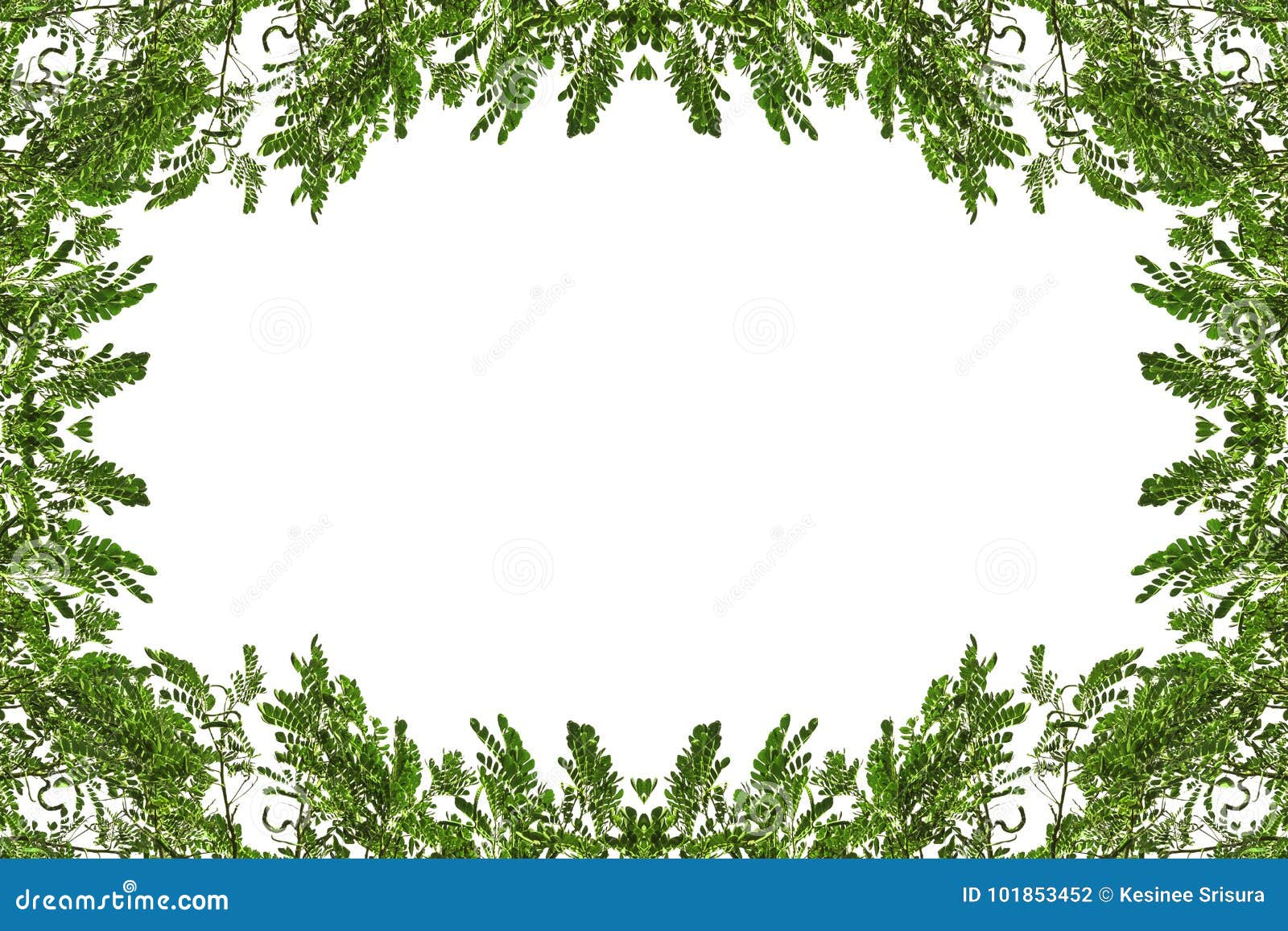 Tree branch border frame stock photo. Image of leaf - 101853452