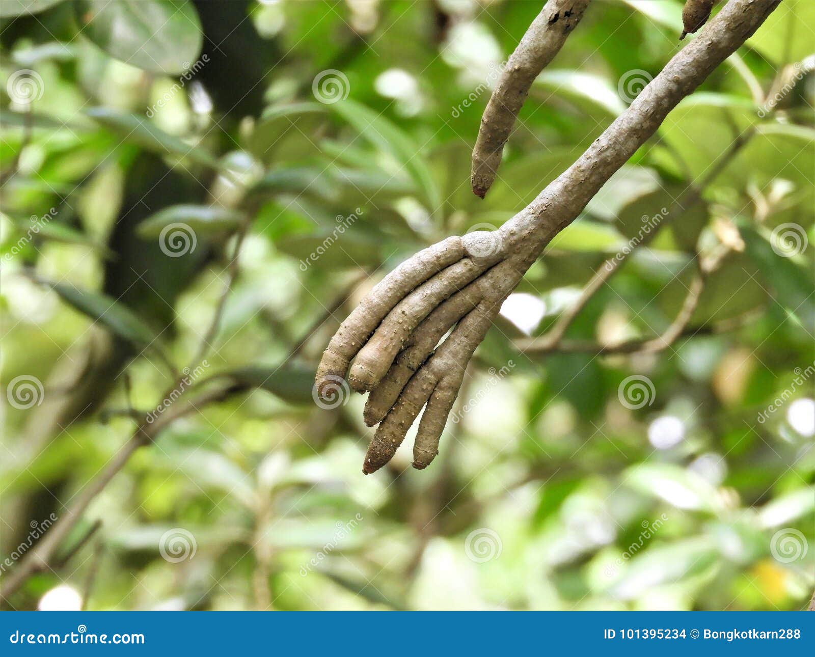 Tree branch stock photo. Image of hand, plant, nature - 101395234