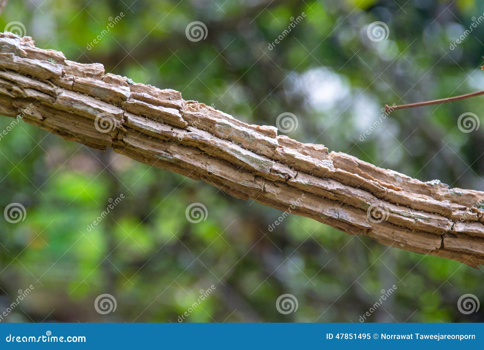 Tree branch stock image. Image of forests, branches, tree - 47851495