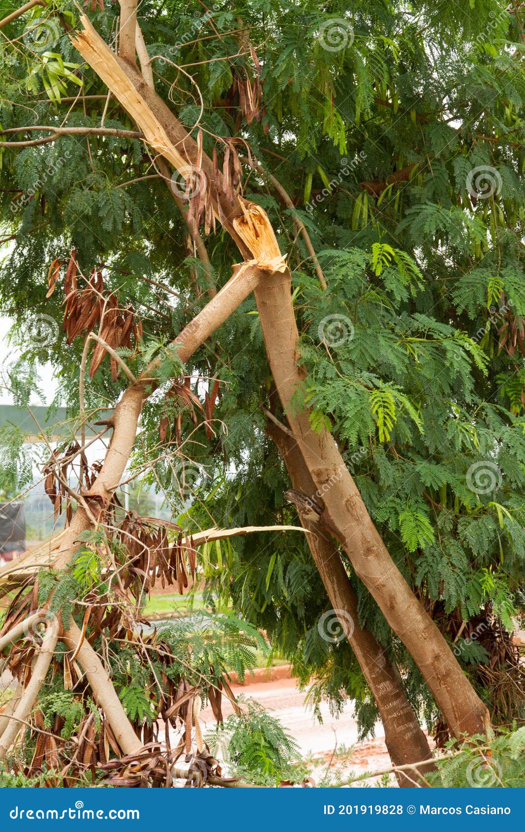 A broken Tree branch stock photo. Image of view, natural - 201919828