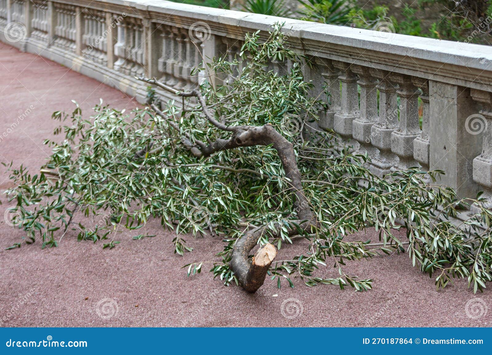 Tree Branch Broken Down stock photo. Image of pavement - 270187864