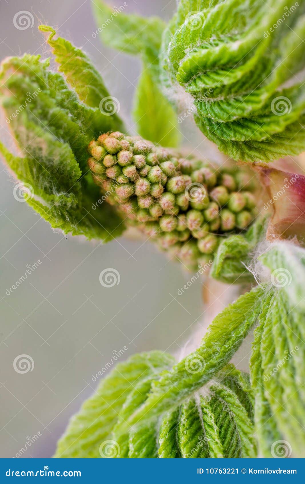 Tree branch with bud stock image. Image of close, macro - 10763221