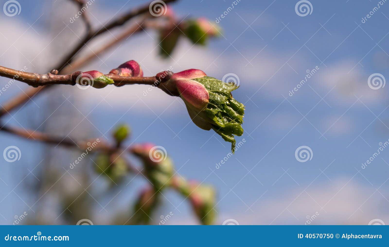 Tree branch with buds stock photo. Image of spring, buds - 40570750