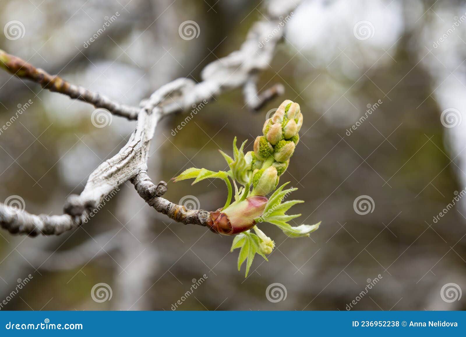 Tree Branch with Buds Background, Early Spring Stock Photo - Image of ...
