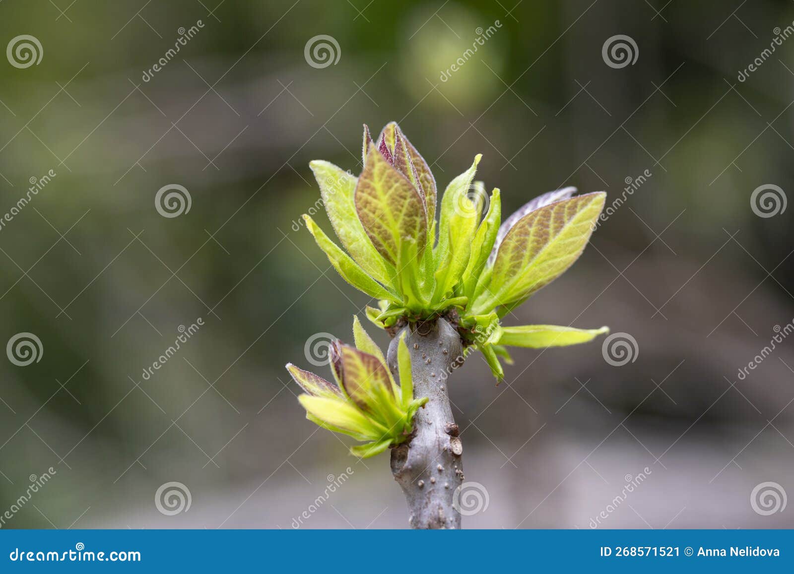 Tree Branch with Buds Background, Spring Close Up Stock Image - Image ...
