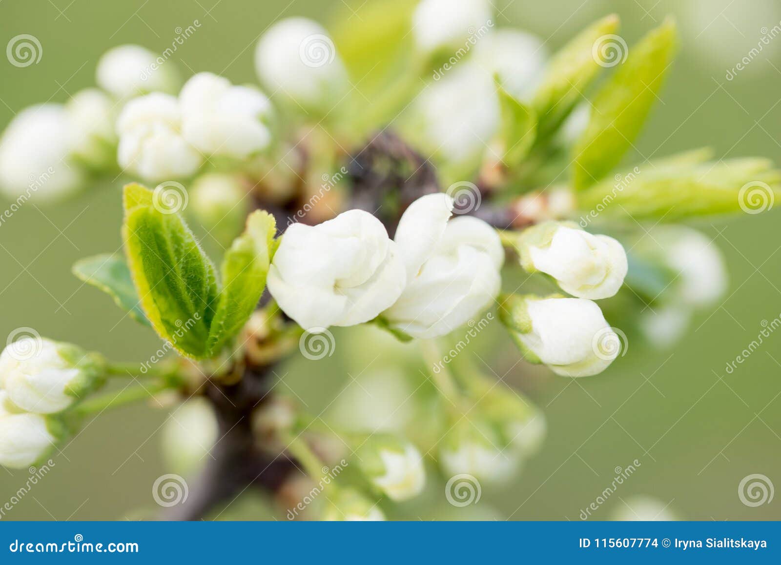 Tree Branch with Buds Background, Spring Stock Photo - Image of branch ...