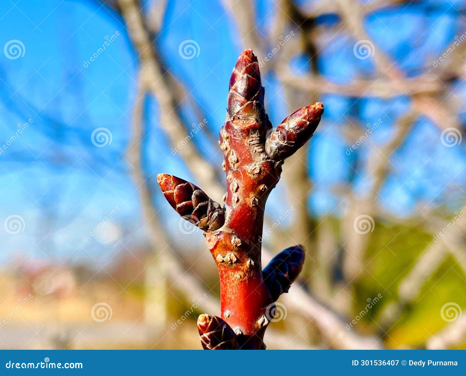 Tree branch buds stock image. Image of macro, object - 301536407