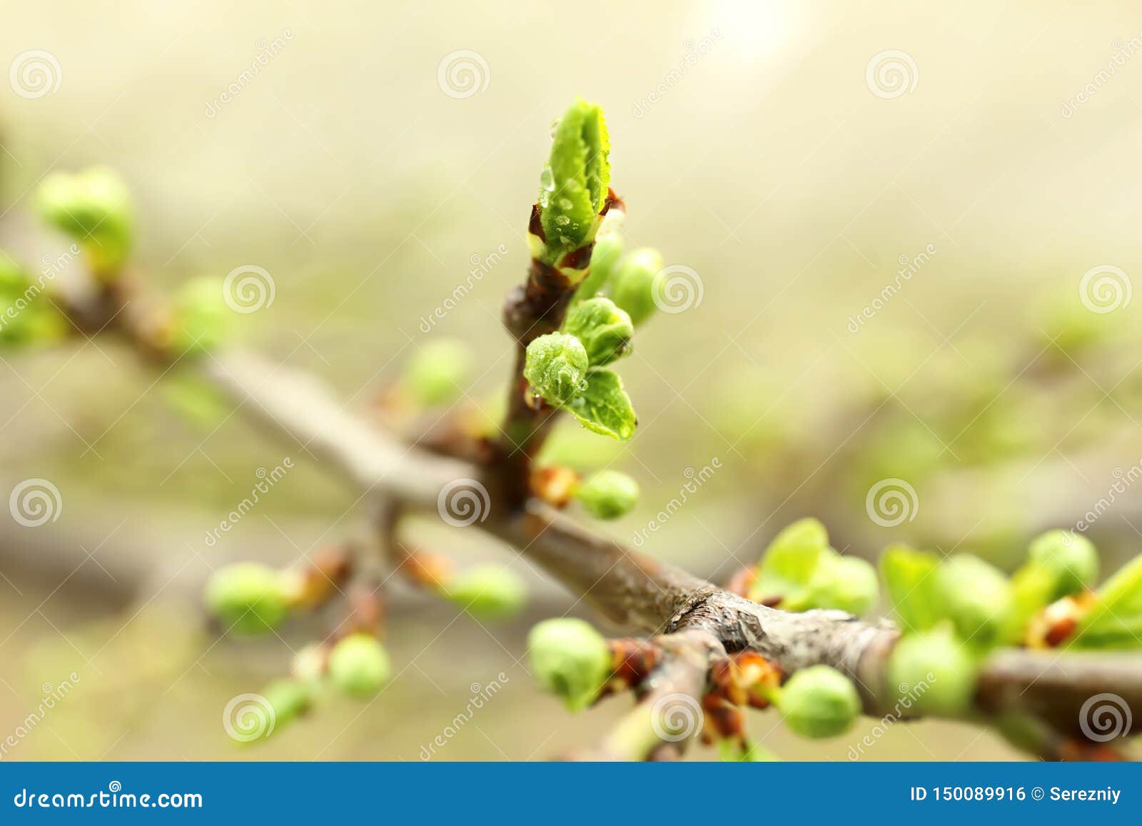 Tree Branch with Buds on Blurred Background Stock Photo - Image of ...