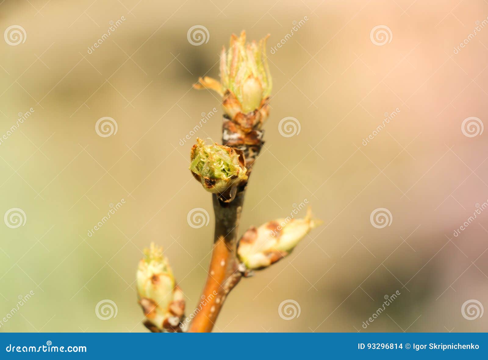 Tree branch with buds stock photo. Image of growing, environment - 93296814