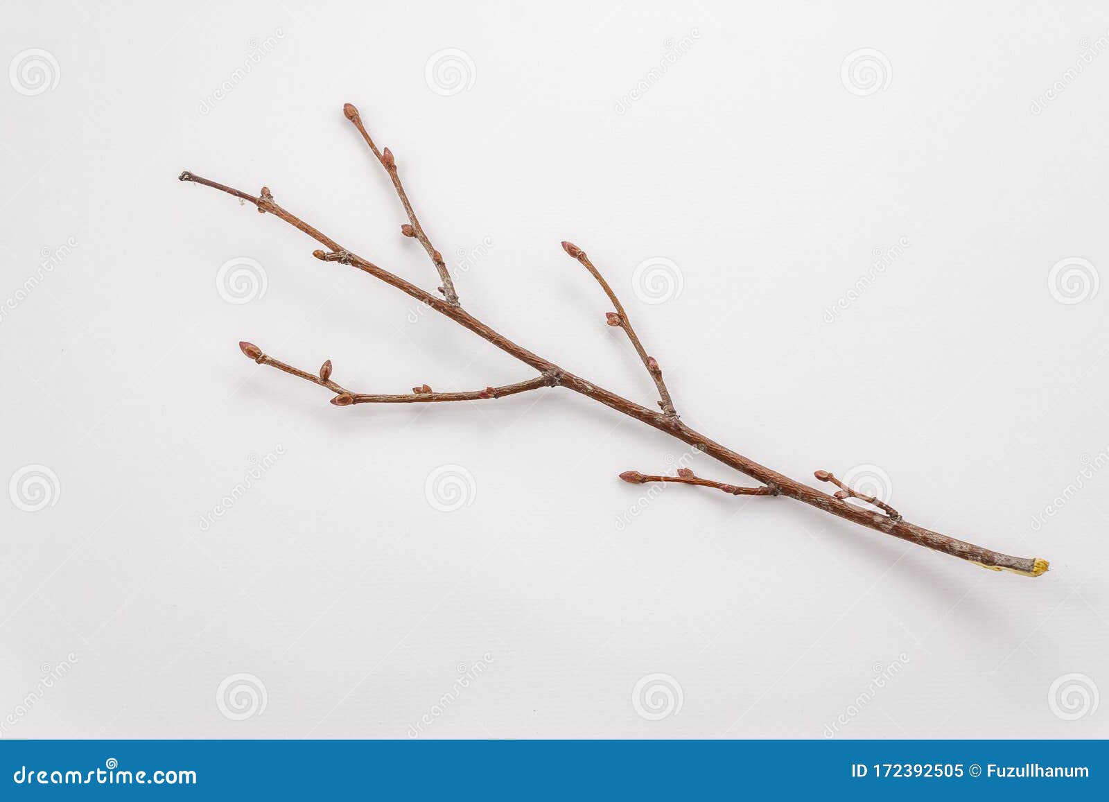 Tree Branch with Buds Isolated on White Background Stock Image - Image ...