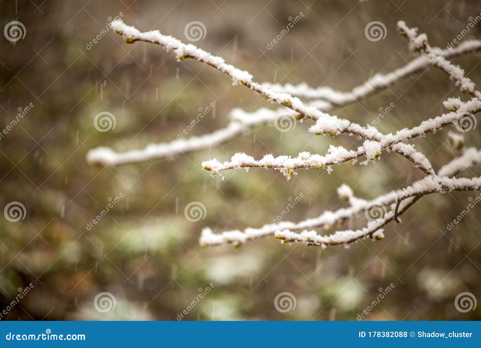 Tree Branch with Buds in Spring, Covered with Snow Stock Photo - Image ...