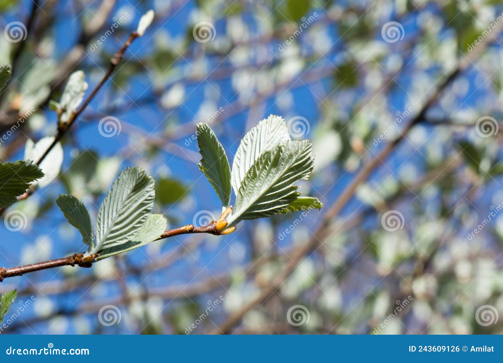 Tree branch with buds stock photo. Image of growth, leaves - 243609126
