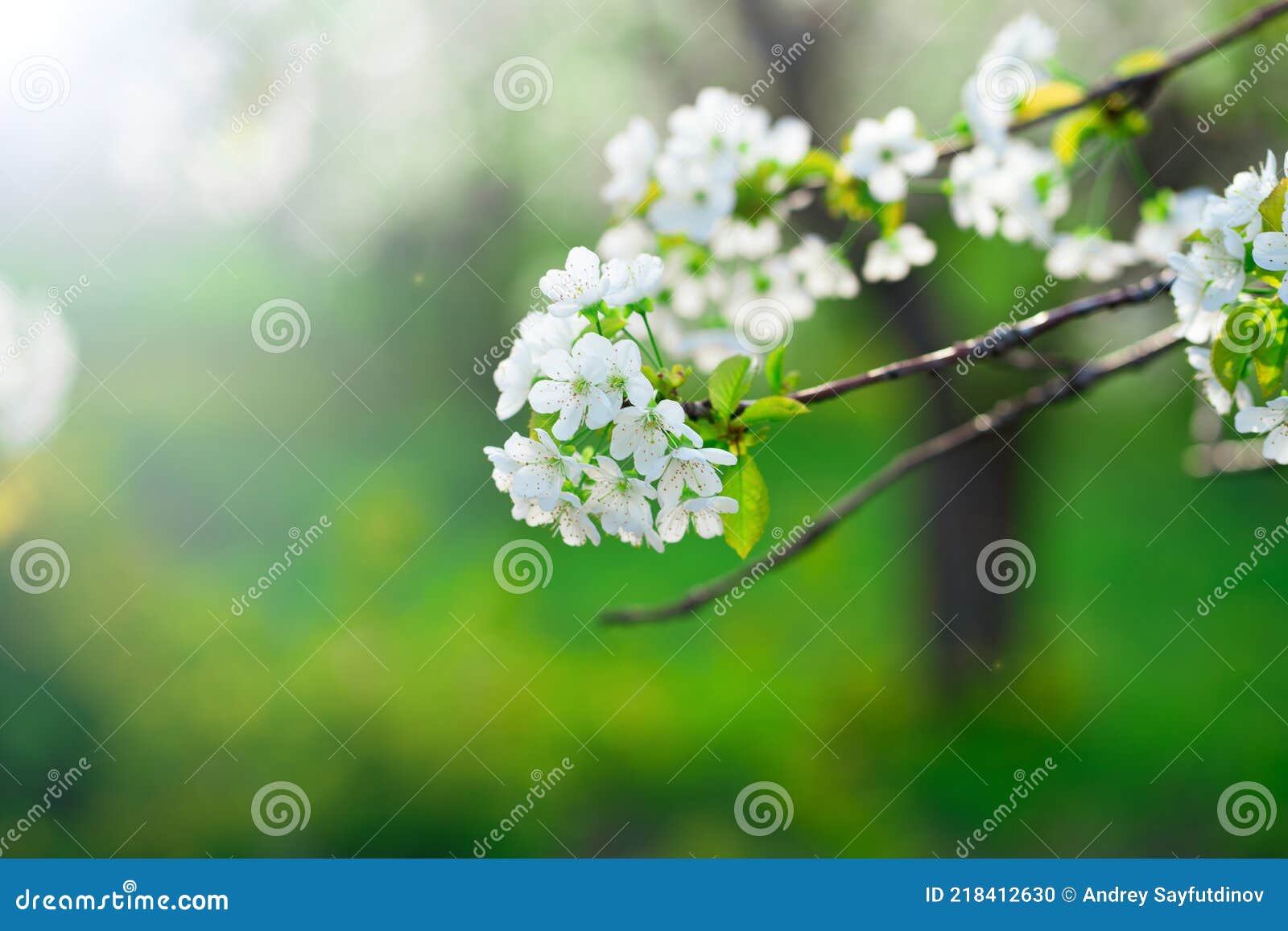 Tree Branch in Cherry Orchard in Spring. Walk among the Flowering Trees ...