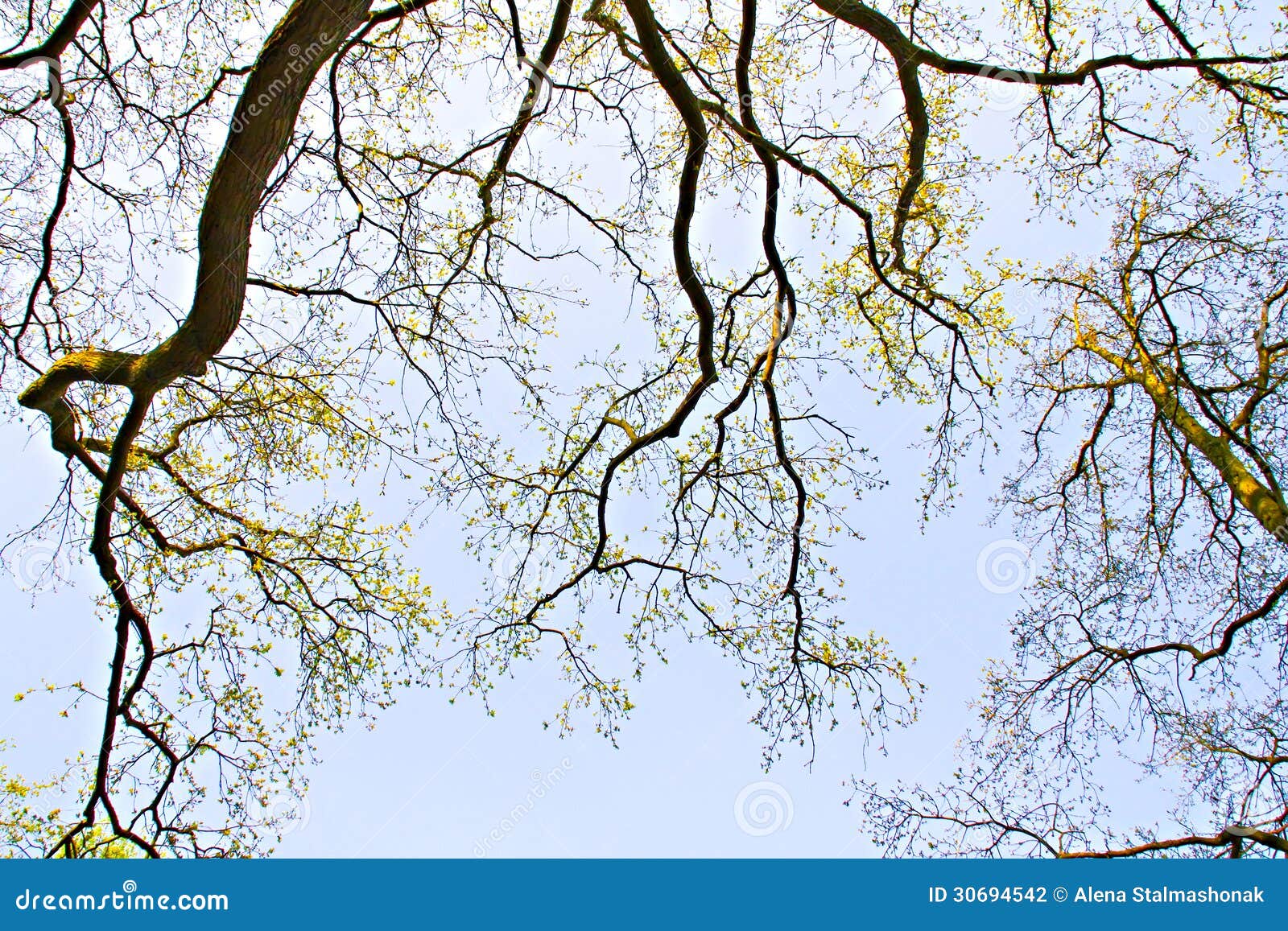 Tree Branch with Clear Sky Background Stock Photo - Image of branch ...