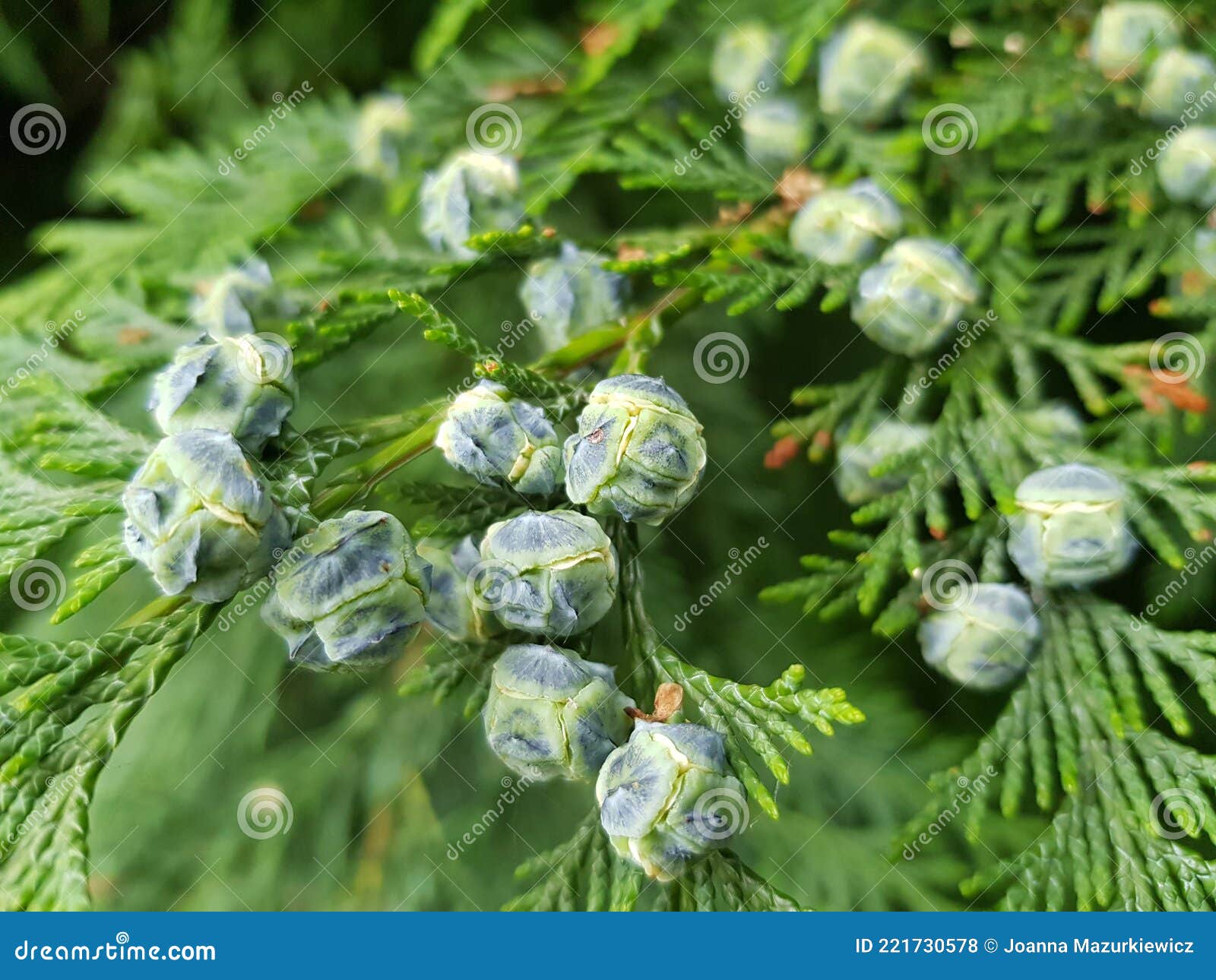 Tree branch close-up stock photo. Image of tree, shrub - 221730578
