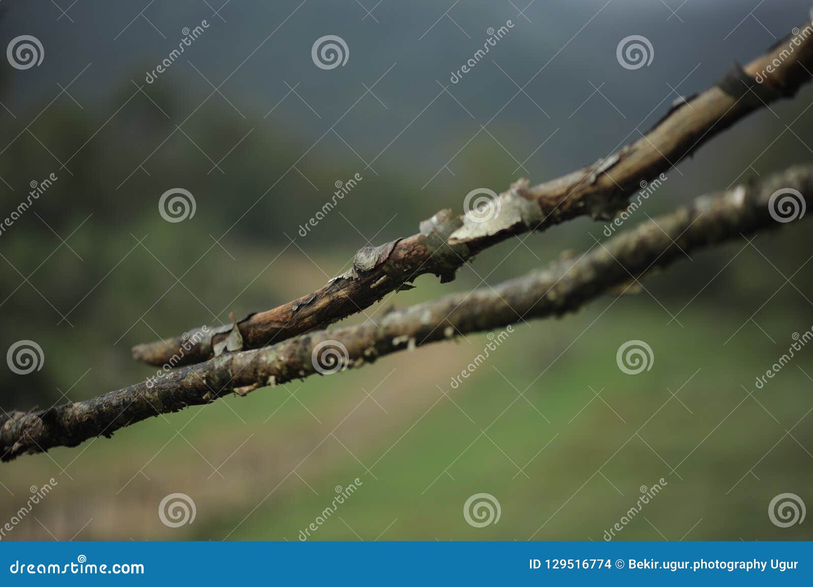 Tree branch close-up stock photo. Image of beginning - 129516774