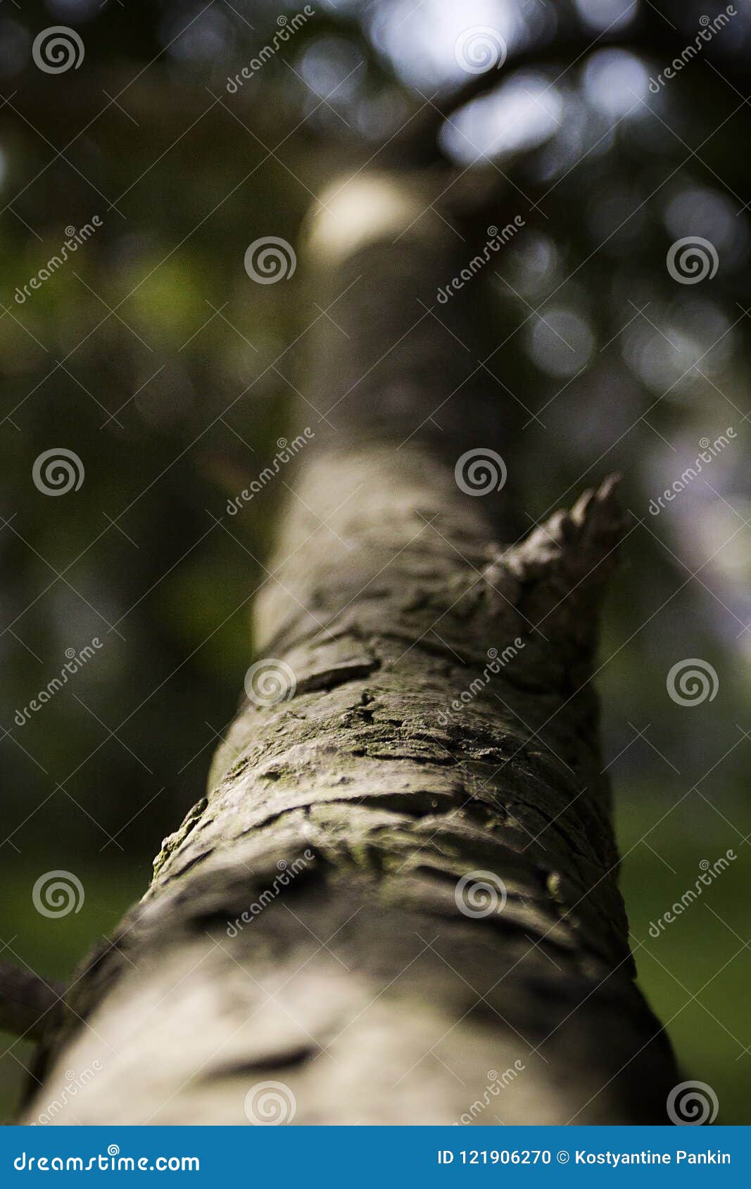 Tree branch close-up stock photo. Image of nature, break - 121906270