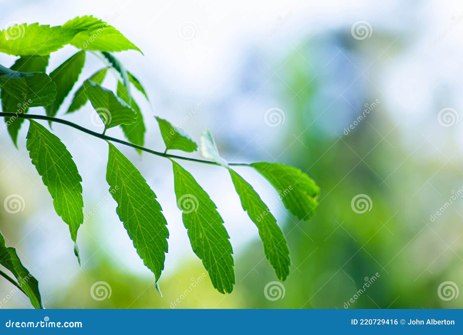 Tree branch close-up stock photo. Image of outdoor, leaf - 220729416