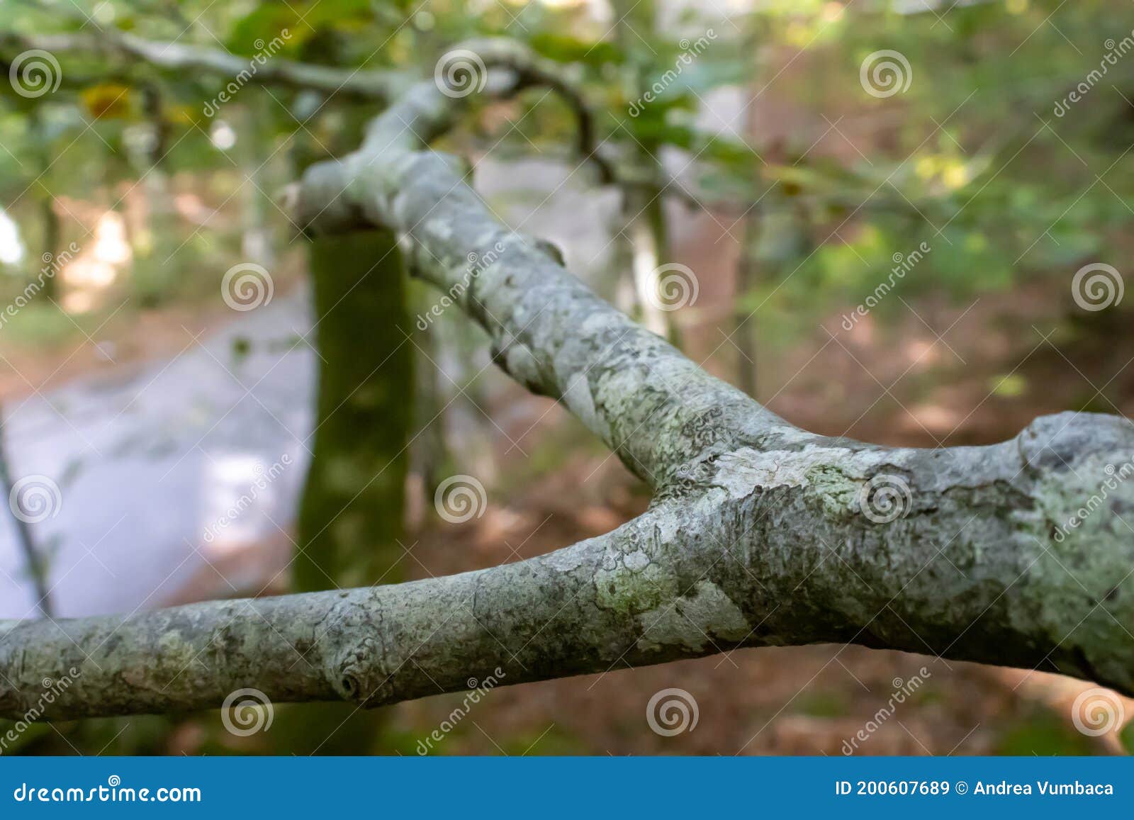 Tree Branch Close Up in the Woods Stock Image - Image of spring, bright ...